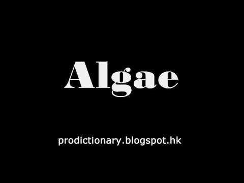 How to Pronounce Algae｜Pro Dictionary - YouTube