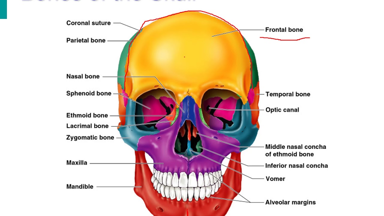Bones Of The Skull Cranial YouTube bones-of-the-skull-cranial-youtube