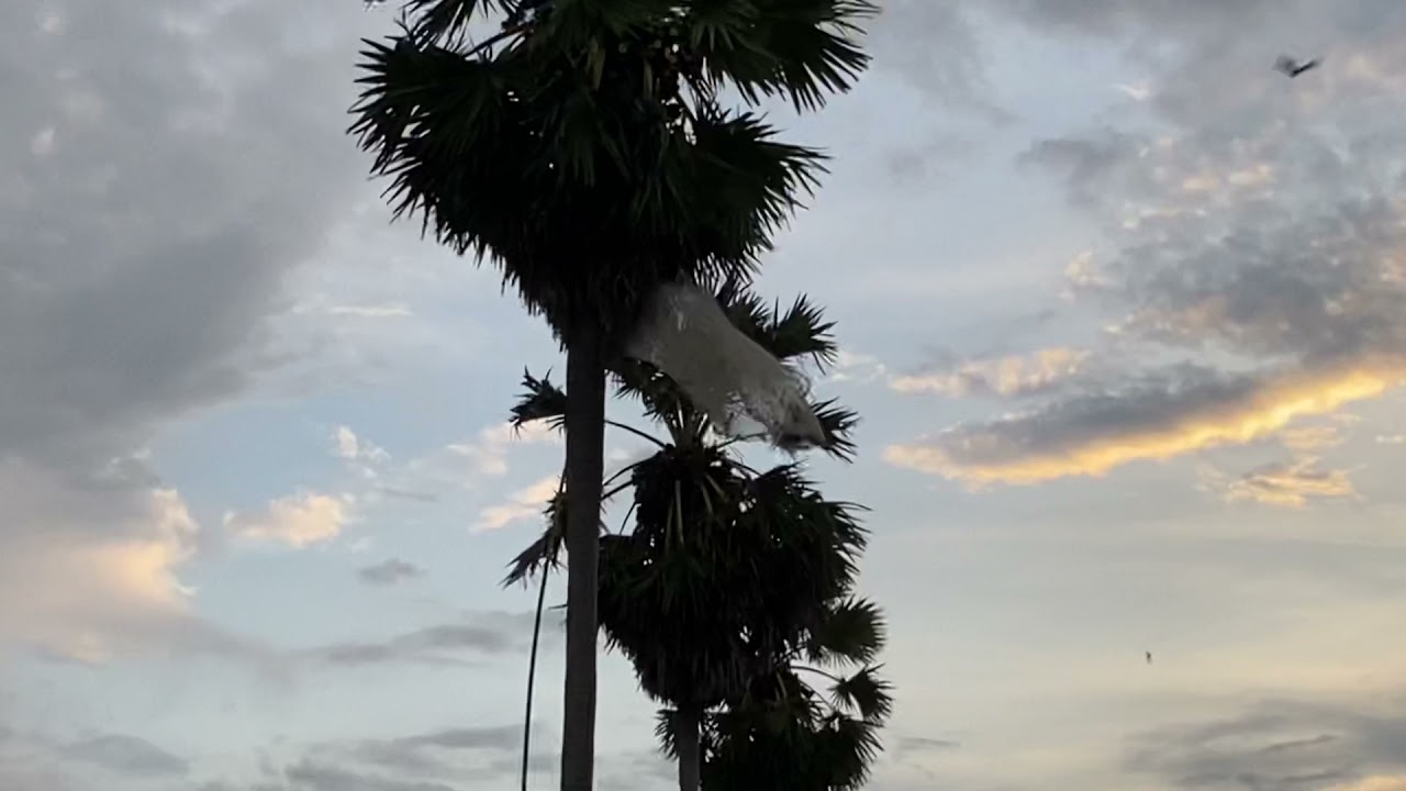 How to catch a bat របៀបចាប់សត្វប្រចៀវ - YouTube