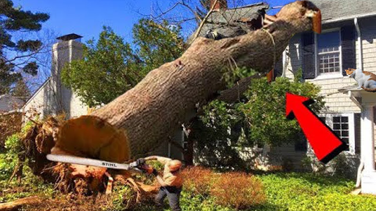 Dangerous Fastest Chainsaw Cutting Tree Machine Skills - Tree Falling ...