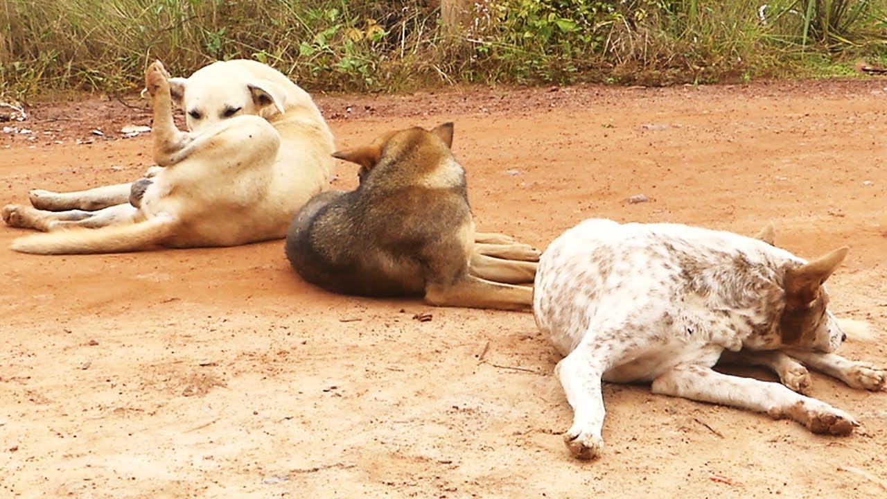 Our Three dogs sleeping on the street || # 110 Nature Show - YouTube