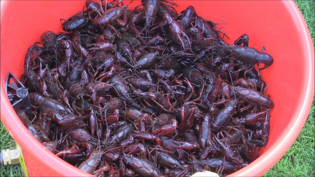 Crawfish Washer and Boil - YouTube