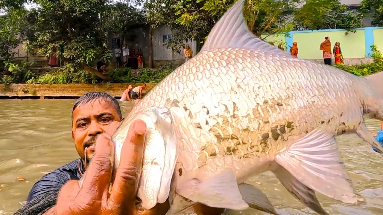 Unbelievable The Popular Polo Fish Hunting Video || Catching Many Big ...