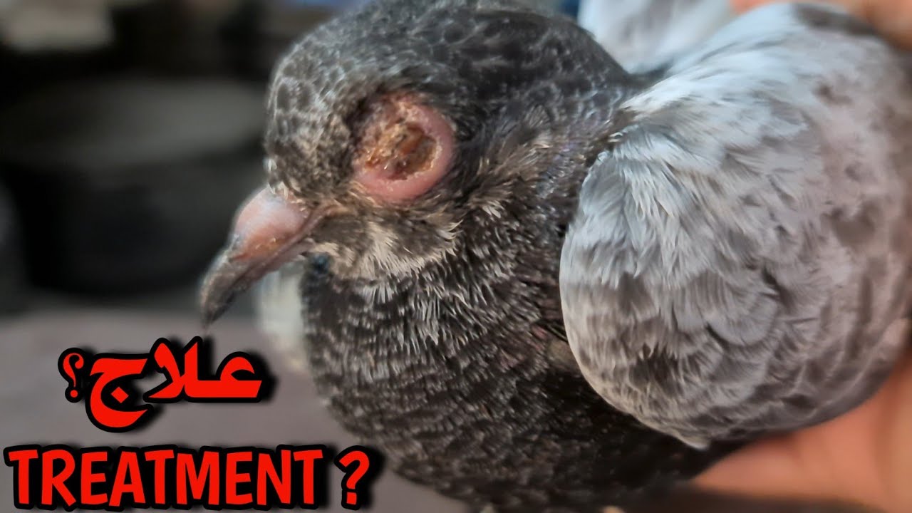 Pigeon Eye Infection & Treatment - Ramadan Episode 2 - YouTube