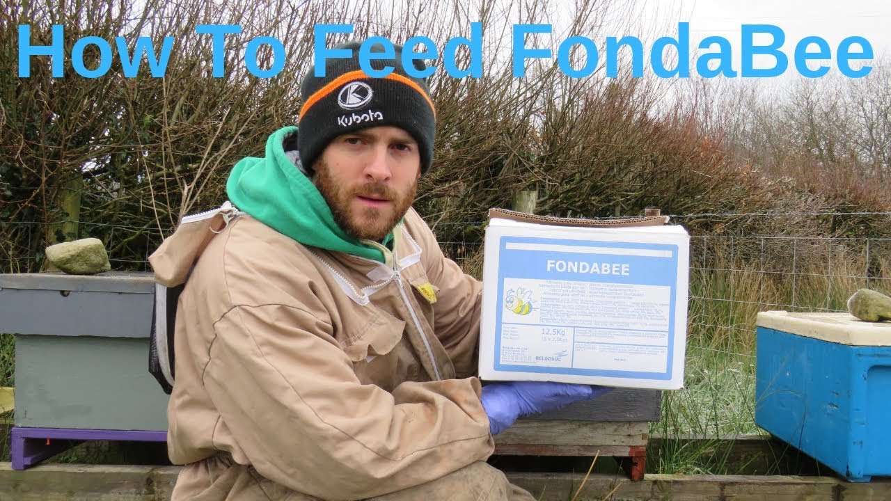 Feeding Fondant (FondaBee) To Honeybees. The EASY WAY!! - YouTube