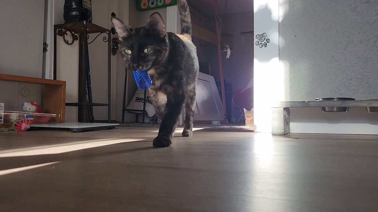 Funny Cat Sadie Plays Kitty Fetch | Life With 18 Cats - YouTube