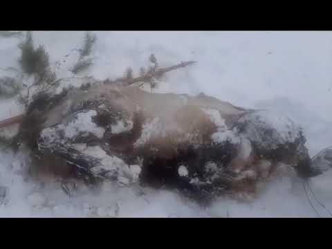 Лесные разбойники снова наказаны - YouTube