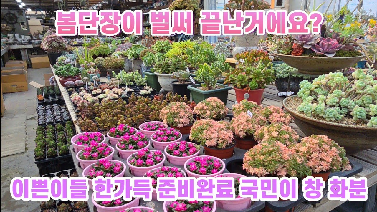 봄단장을 벌써 준비 끝 각종다육 화분 부자제 없는것이 없는곳 다육이에관한 모든것이 있어요 묵둥이 창 다육이 국민이