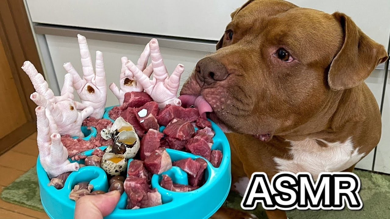 ASMR PITBULL EATING RAW FOOD BEEF CHICKEN HEARTS CHICKEN FEET QUAIL ...