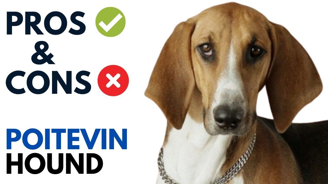 Poitevin hound Pros and Cons | Chien de Haut-Poitou Advantages and ...