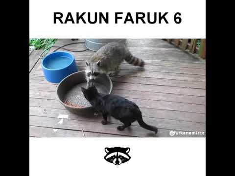 Rakun Faruk (Amerikan dublaj)
