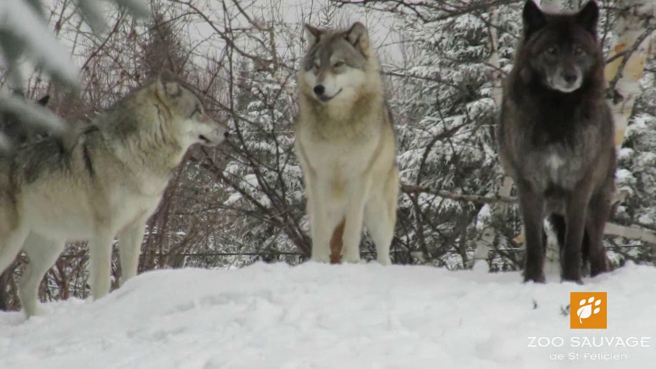 La meute de loups en hiver - The pack of wolves in winter Zoo sauvage ...