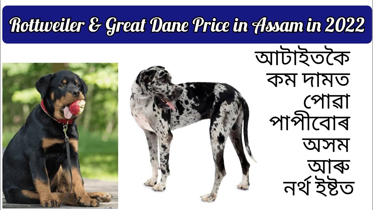 Daily Dog price Update in Assam ! Rottweiler and Great Dane Price in ...