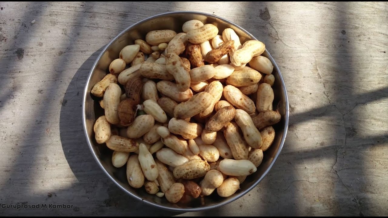 Harvesting Groundnut on Terrace garden. - YouTube