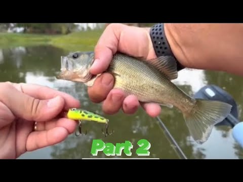 Rapala Tiny UL Pop Part 2 - Ultralight Topwater Popper - Frog Pattern ...