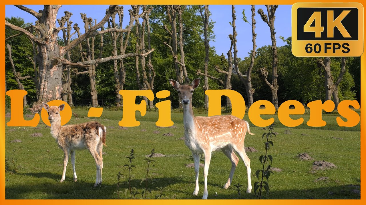 1.5 Hours of Relaxing Lo-Fi Music and 4K Deers with Baby Deers - Nature ...