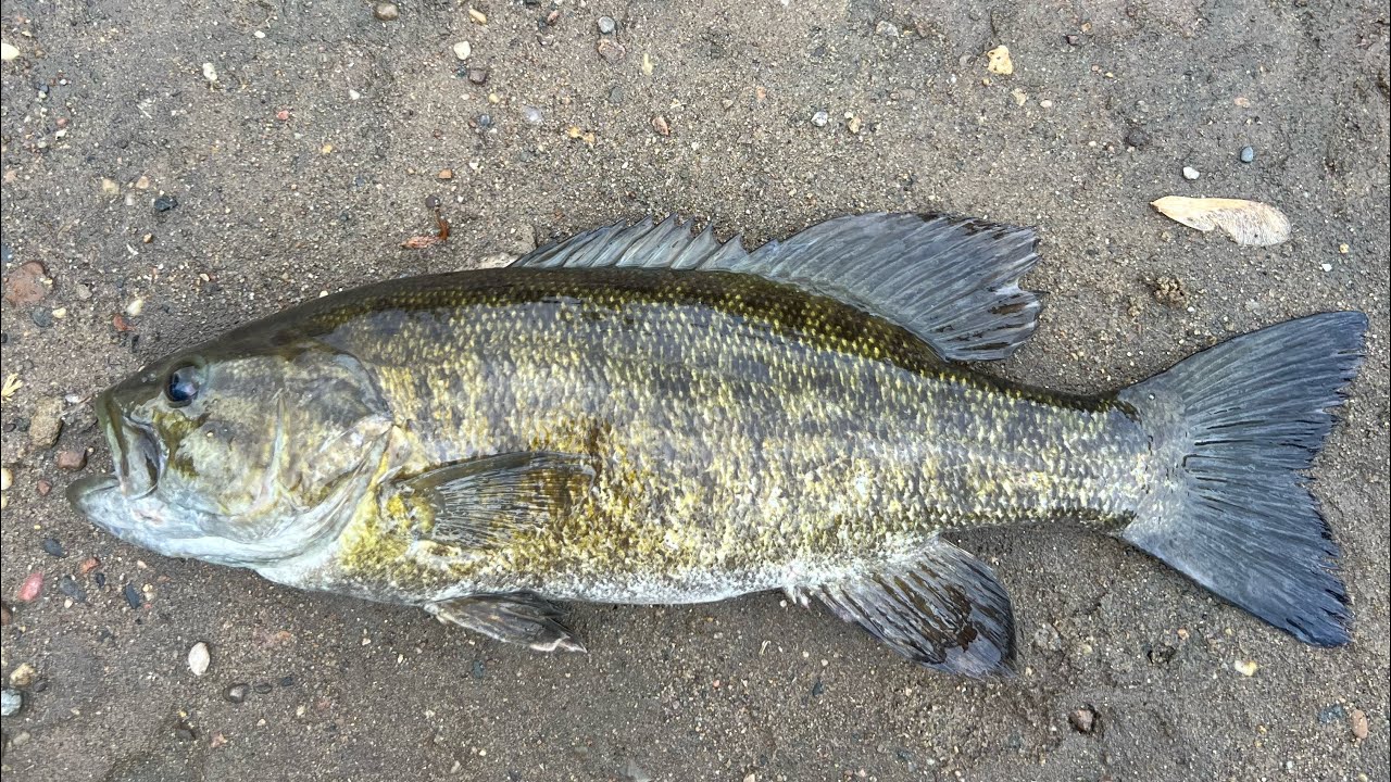 Spring Smallmouth Fishing Central Iowa (Lots Of Fish!) - YouTube