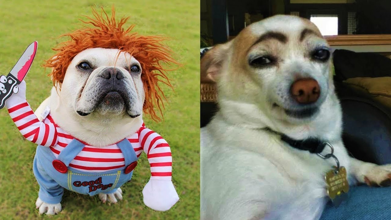 Funny Dog Memes & Best Funny Dogs Meme Videos Compilation #32 - YouTube