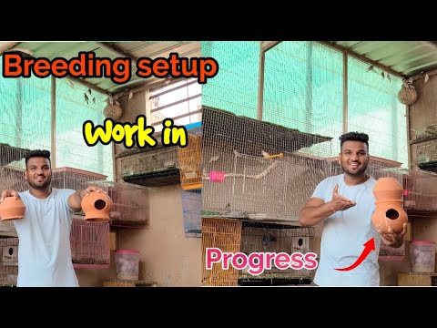 Breeding setup for birds inside minizoo💞pigeon breeding setup|| birds breeding setup|| pets ...