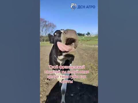 АВТОМАТИЧЕСКИЕ ПОИЛКИ С ПОДОГРЕВОМ ДЛЯ КОРОВ - YouTube