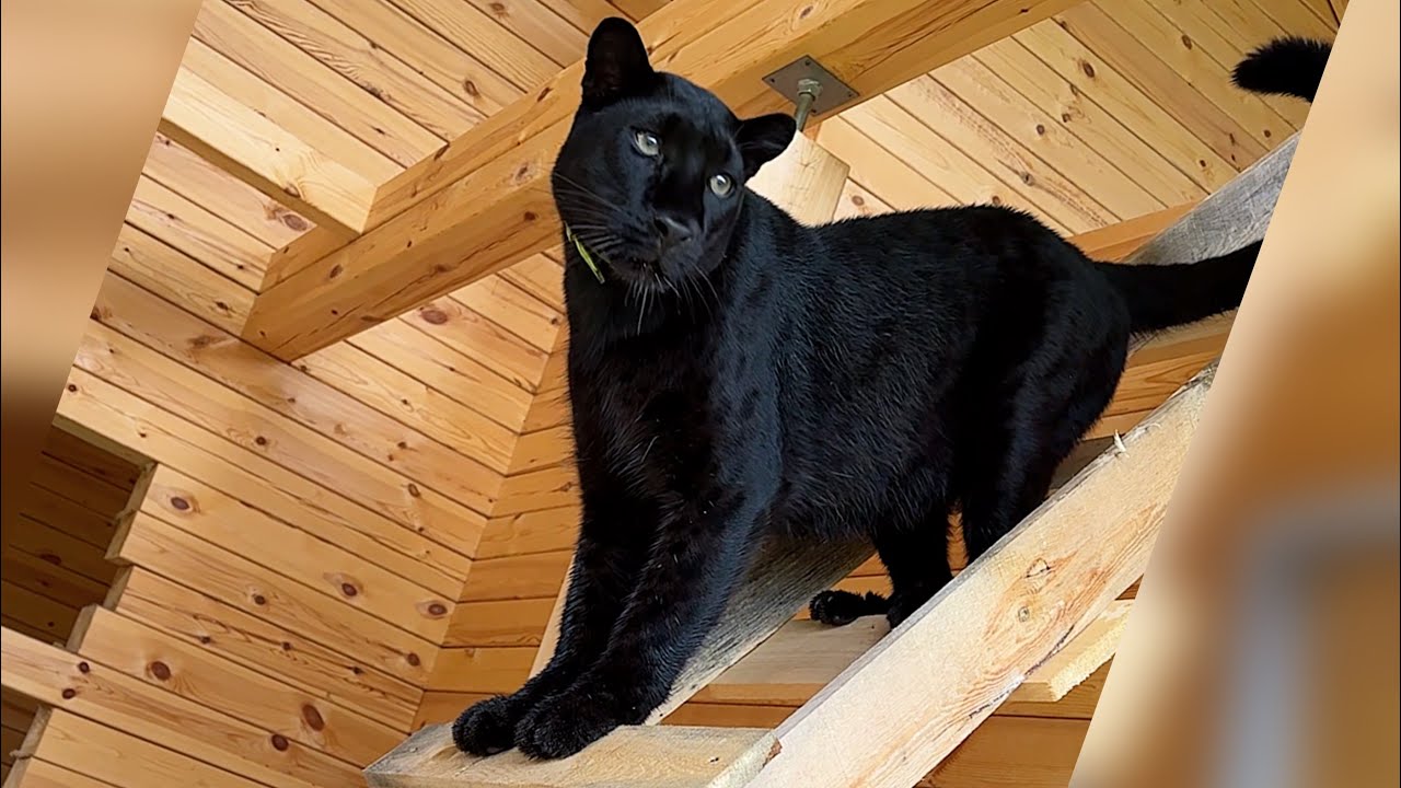 Building a house for a new resident with Luna the panther 😁(ENG SUB ...