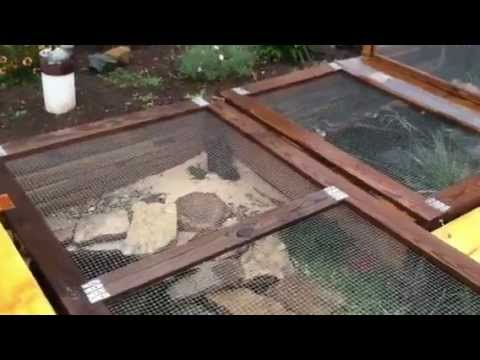 Mississippi Map Turtle Laying Eggs - YouTube