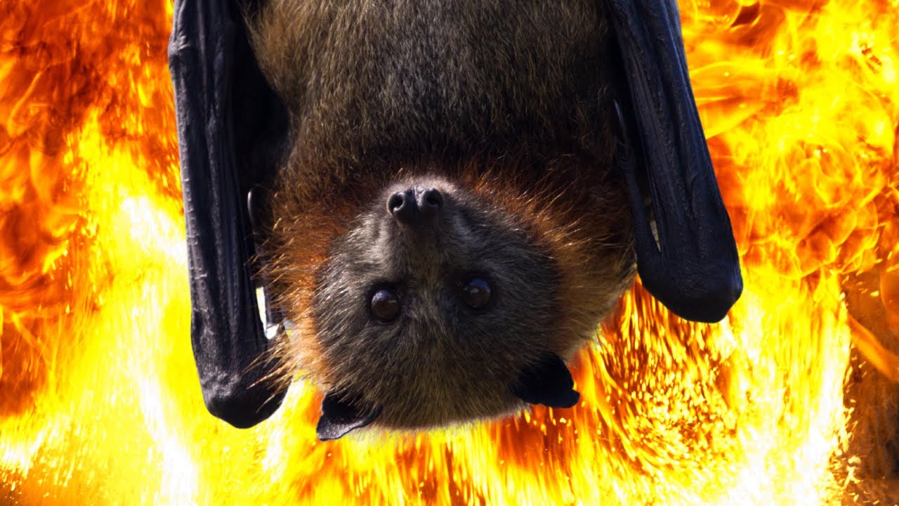 11 wild bat facts (their droppings start fires) - YouTube