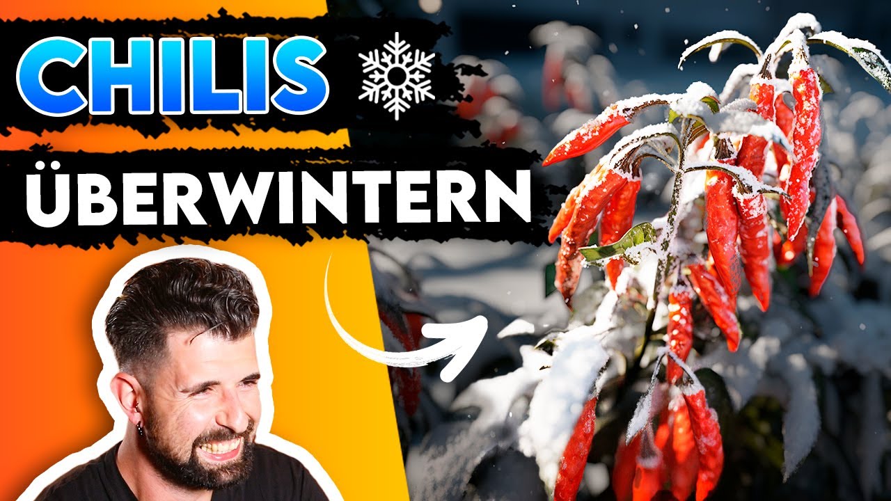 Chili Uberwintern Zuruckschneiden