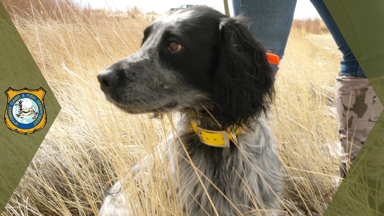 Gun Dog Demonstration, Overview & Training - YouTube