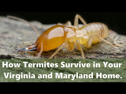 What Do Termites Look Like In Virginia