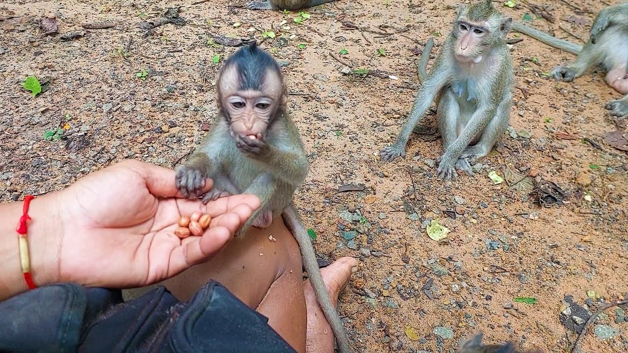 Feeding Adorable Baby Moby Peanut He Really Enjoying Get Food - YouTube
