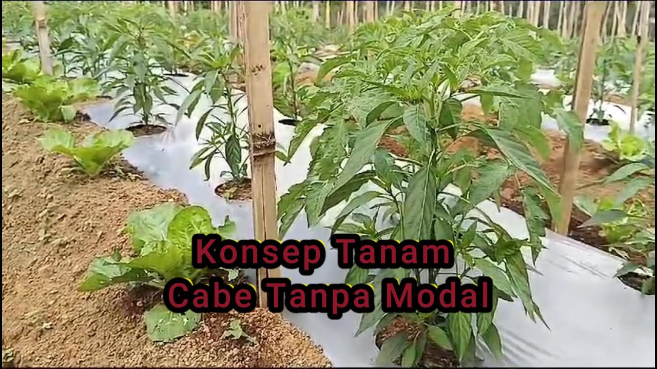 Konsep Tanam Cabe Tanpa Modal. Apa Bisa ????? - YouTube