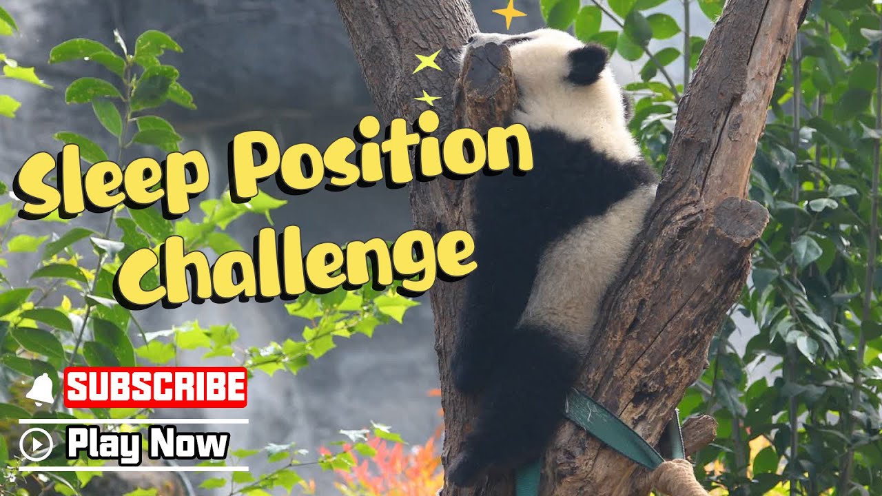 Pandas Must Have The Best Sleep Quality | iPanda - YouTube