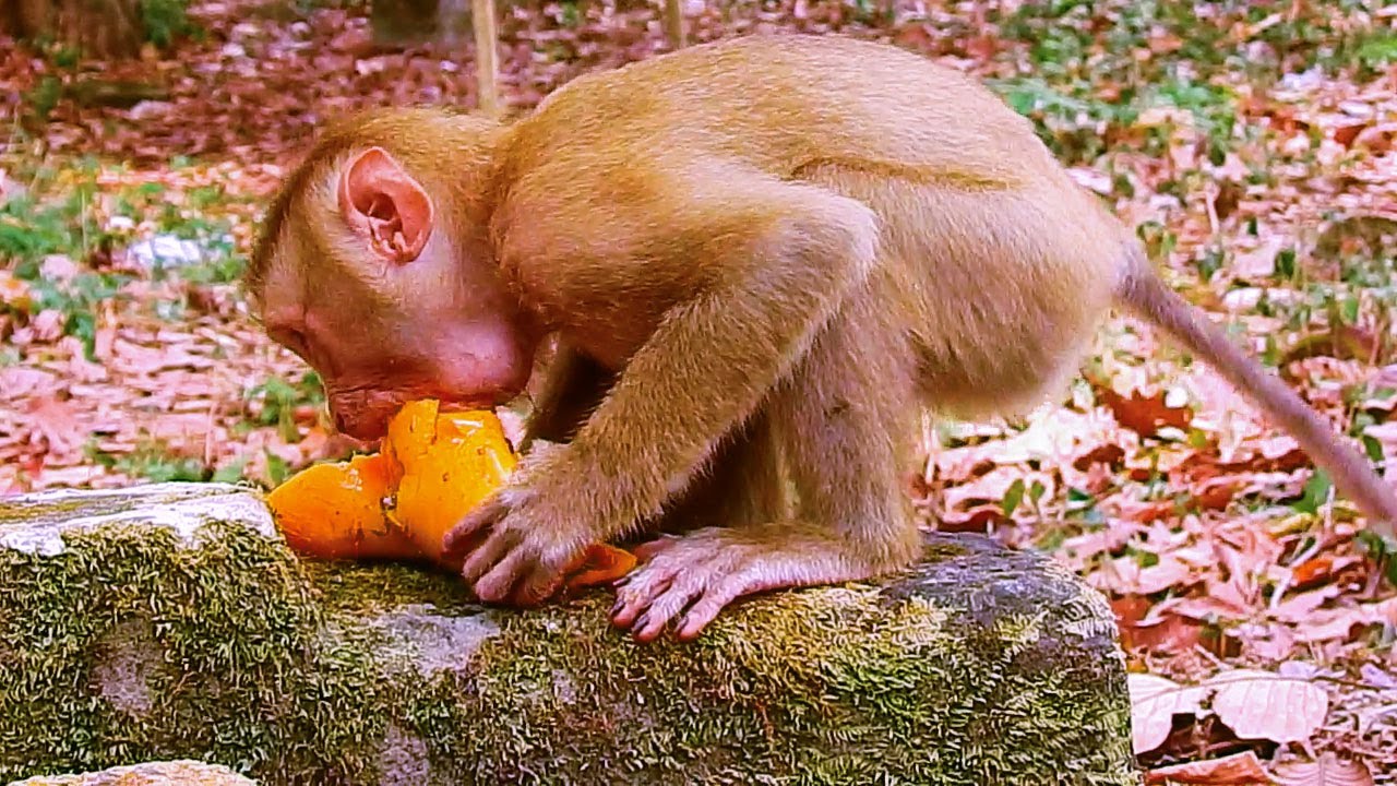 So lovely baby monkeys #monkeynay #babymonkey #monkey #short - YouTube