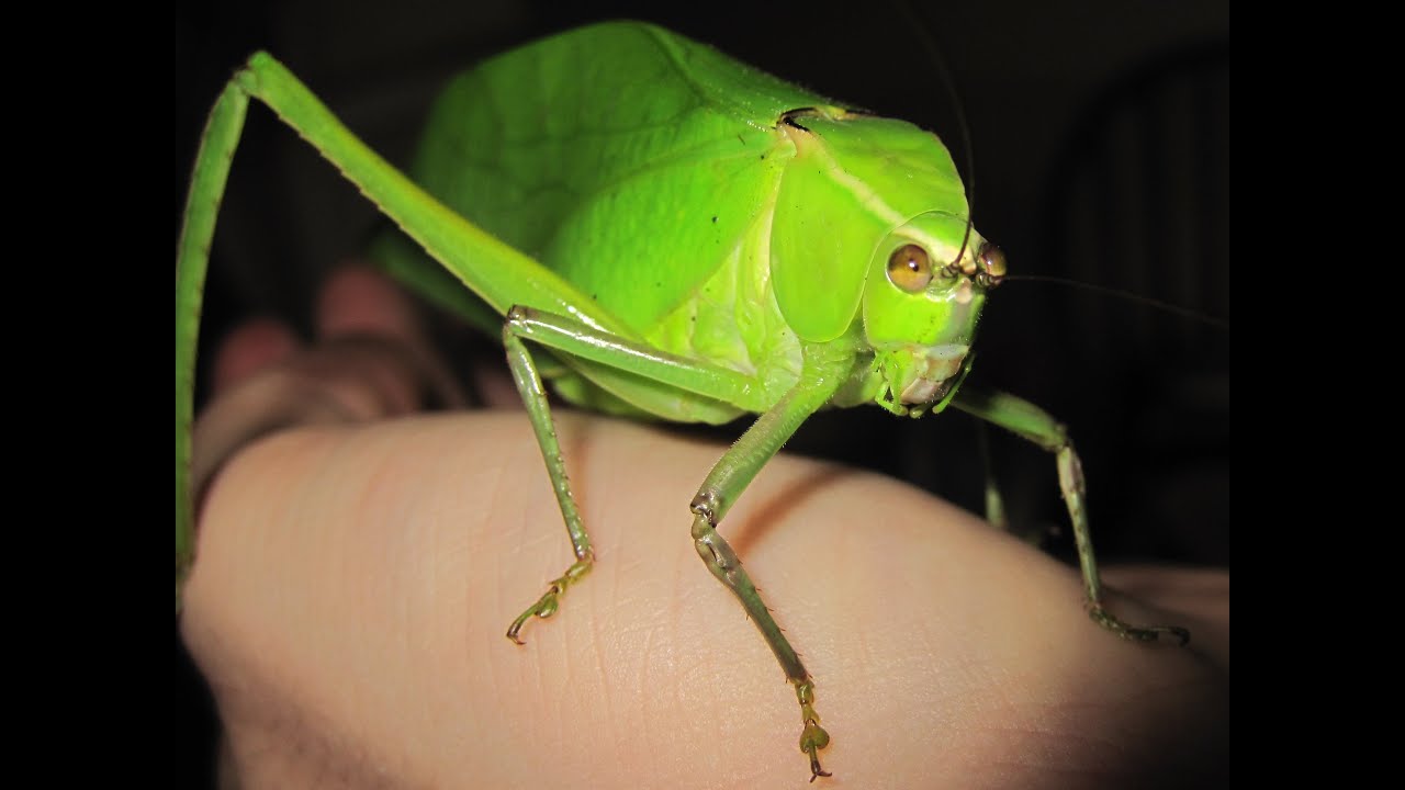 Stilpnochlora Couloniana/Cuban/Florida Giant Katydid. - YouTube