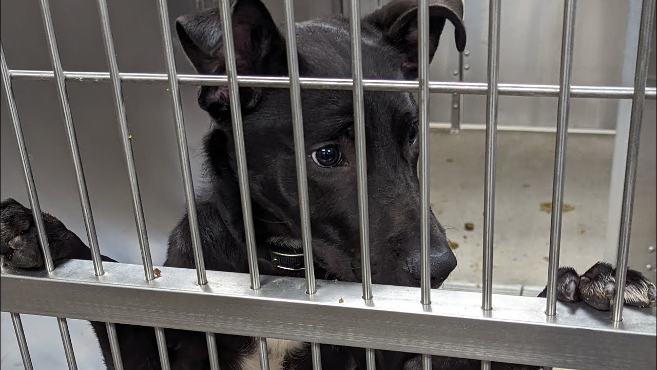 SCRAPS ANIMAL SHELTER ! Complete List of dogs as of 4/6/24 on video ...