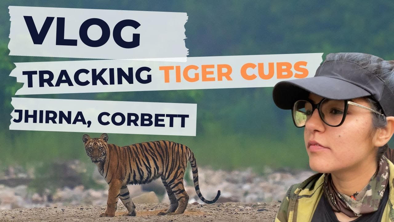 Finding Tiger Cubs: Part 1 | Monsoon Special | Jhirna, Corbett | Safari Vlog- 4 - YouTube