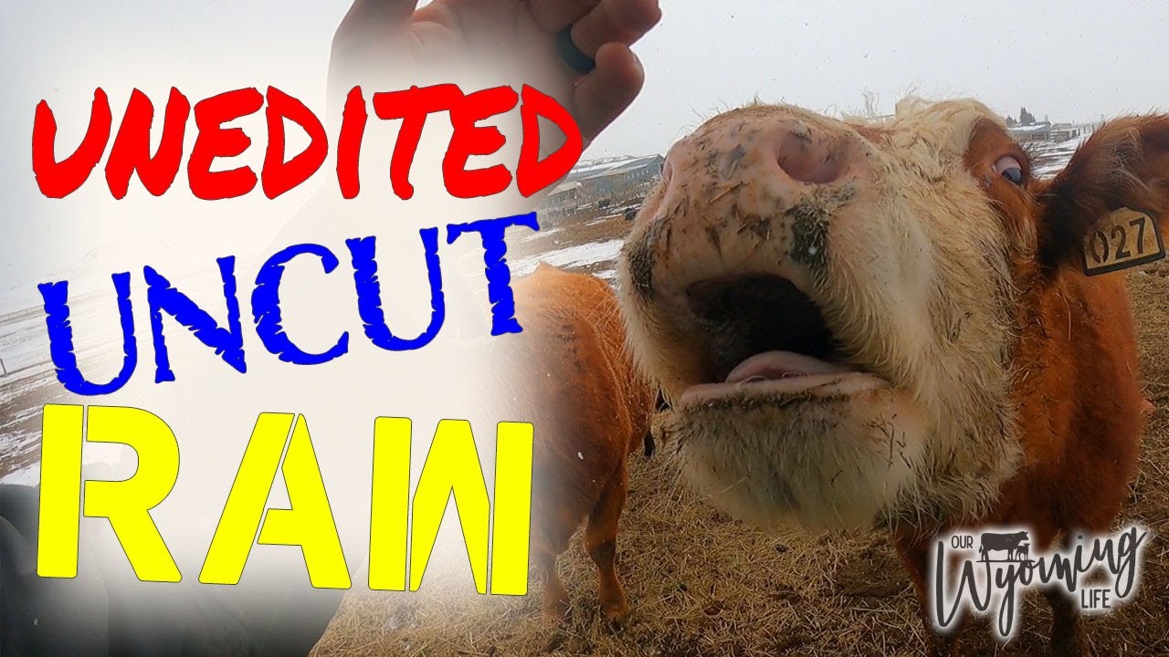 Unedited Cow Check Start to Finish - YouTube