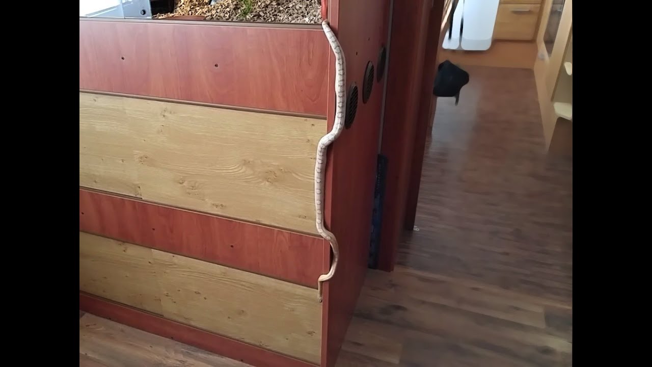 Corn snake escapes from the viv - YouTube