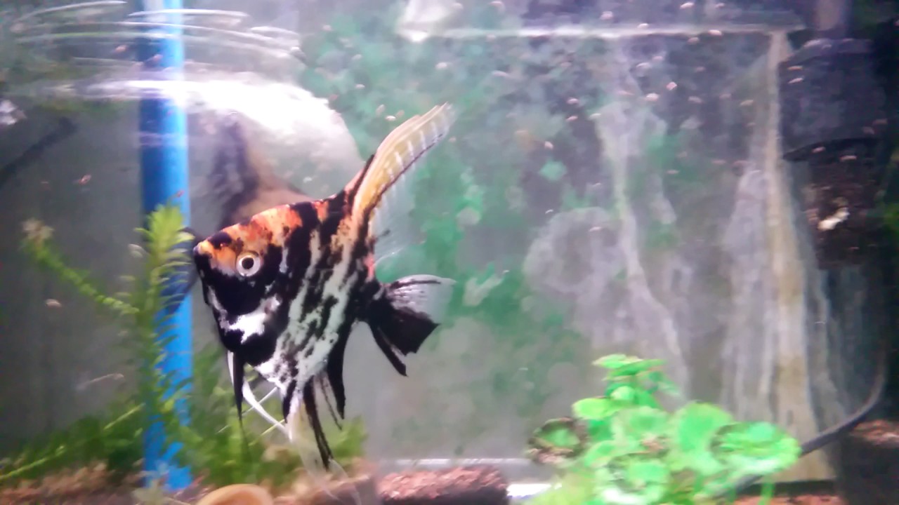 These beautiful fish start out small and grow slow breeding & raising ...