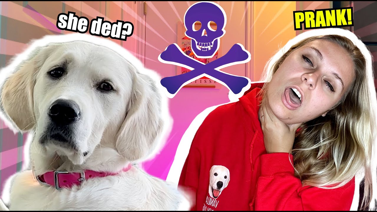 Faking My Death in Front of My Dog to Test Her Reaction! - YouTube