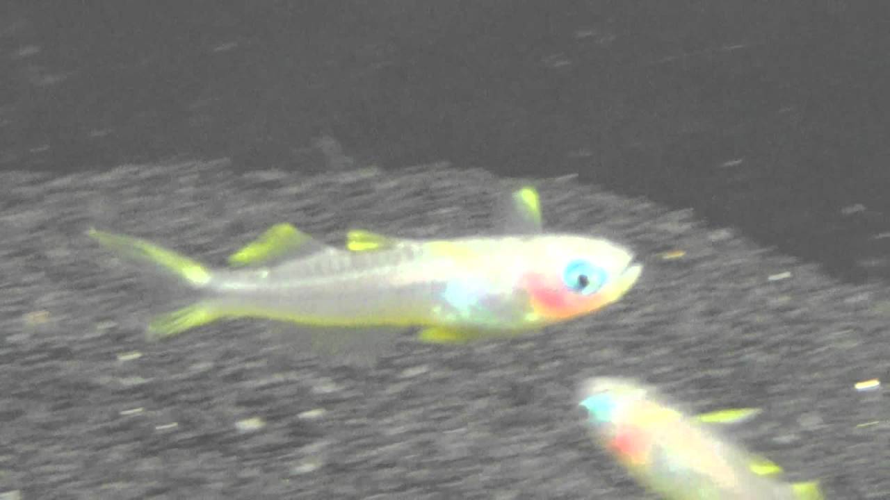 Forktail Rainbowfish - Pseudomugil furcatus - YouTube