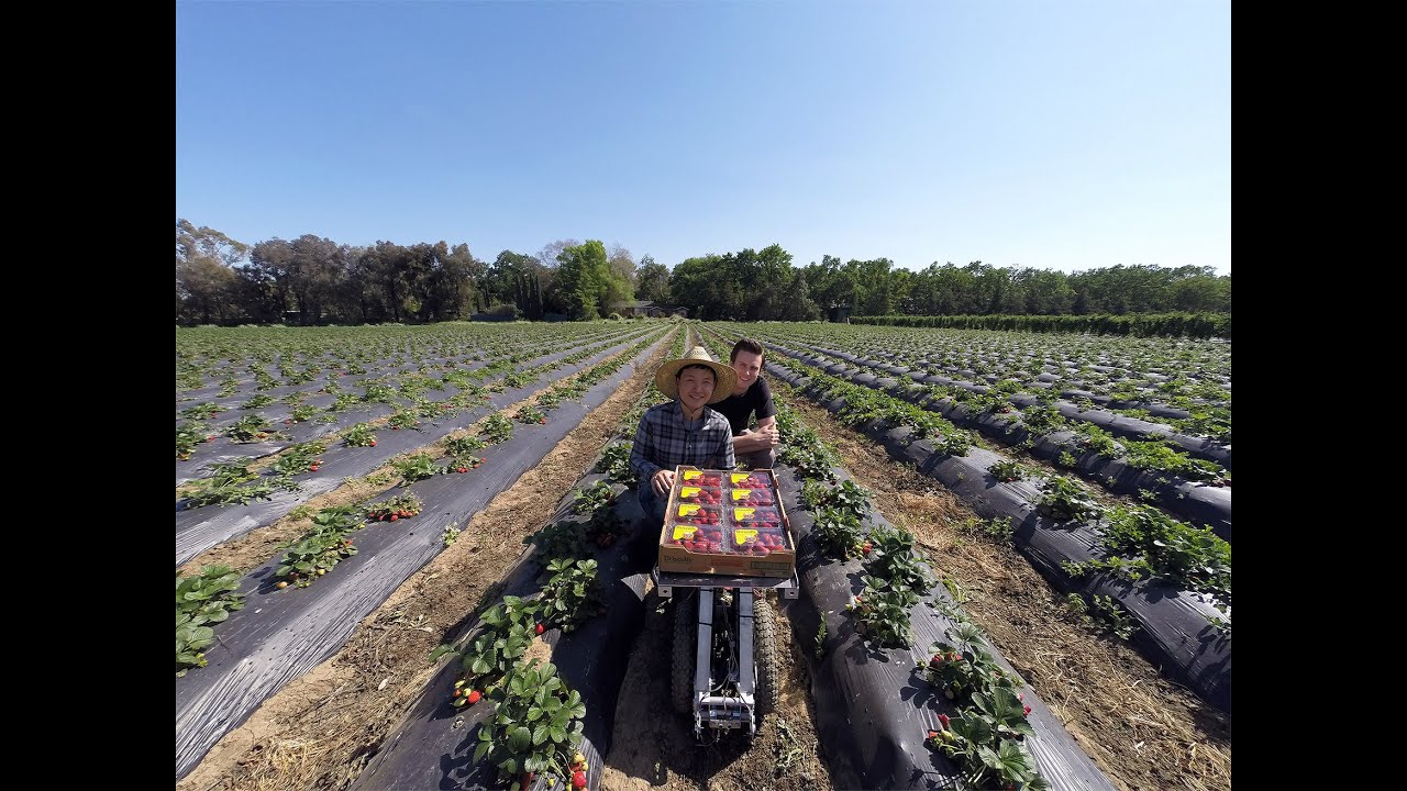 Robotic Strawberry Harvest Aid - YouTube