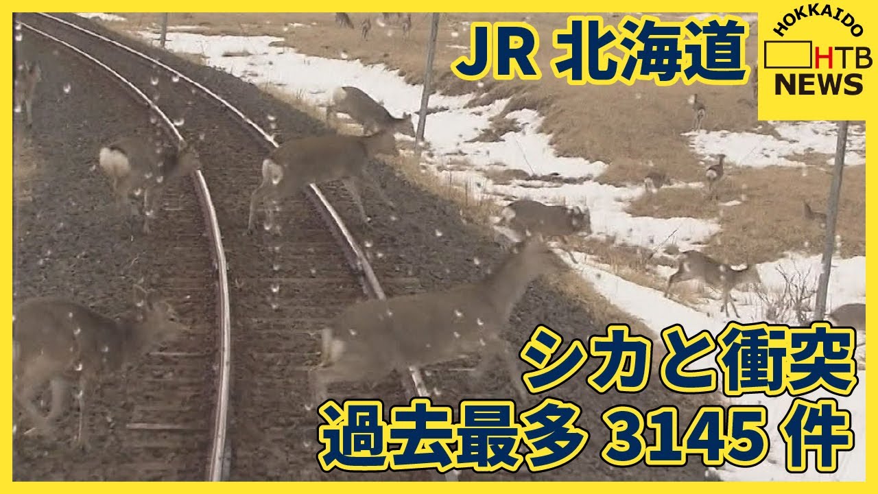 JR北海道 列車とシカの衝突 過去最多3145件 クマとの衝突・発見も過去最多に 2023年度 - YouTube