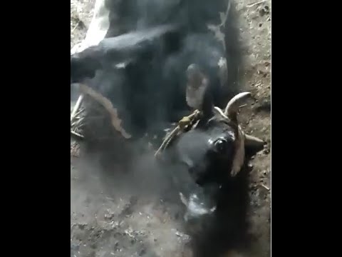 Rare Case of Live Cow Burning - YouTube
