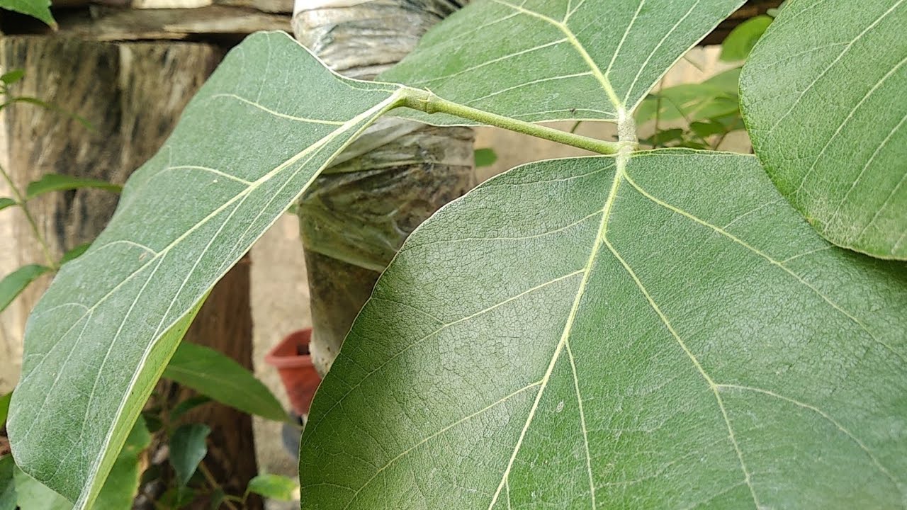 Palash tree ,Butea monosperma : repotting - YouTube