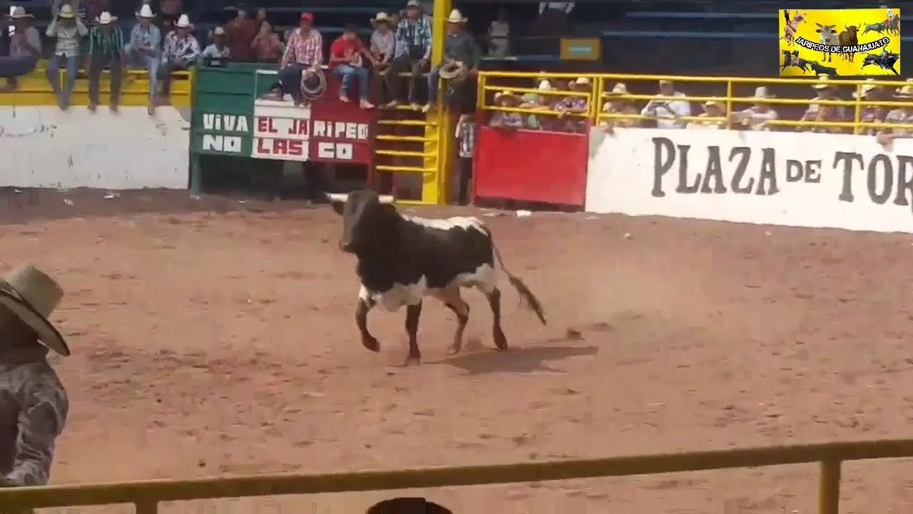 JARIPEO EN LA 2 CAMINOS DE CAÑADA DE CARACHEO, GTO 22/04/18 - YouTube