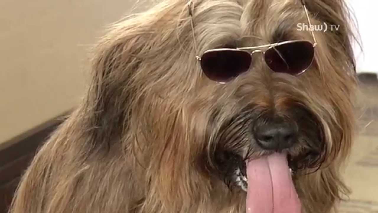 Dog Actors - YouTube