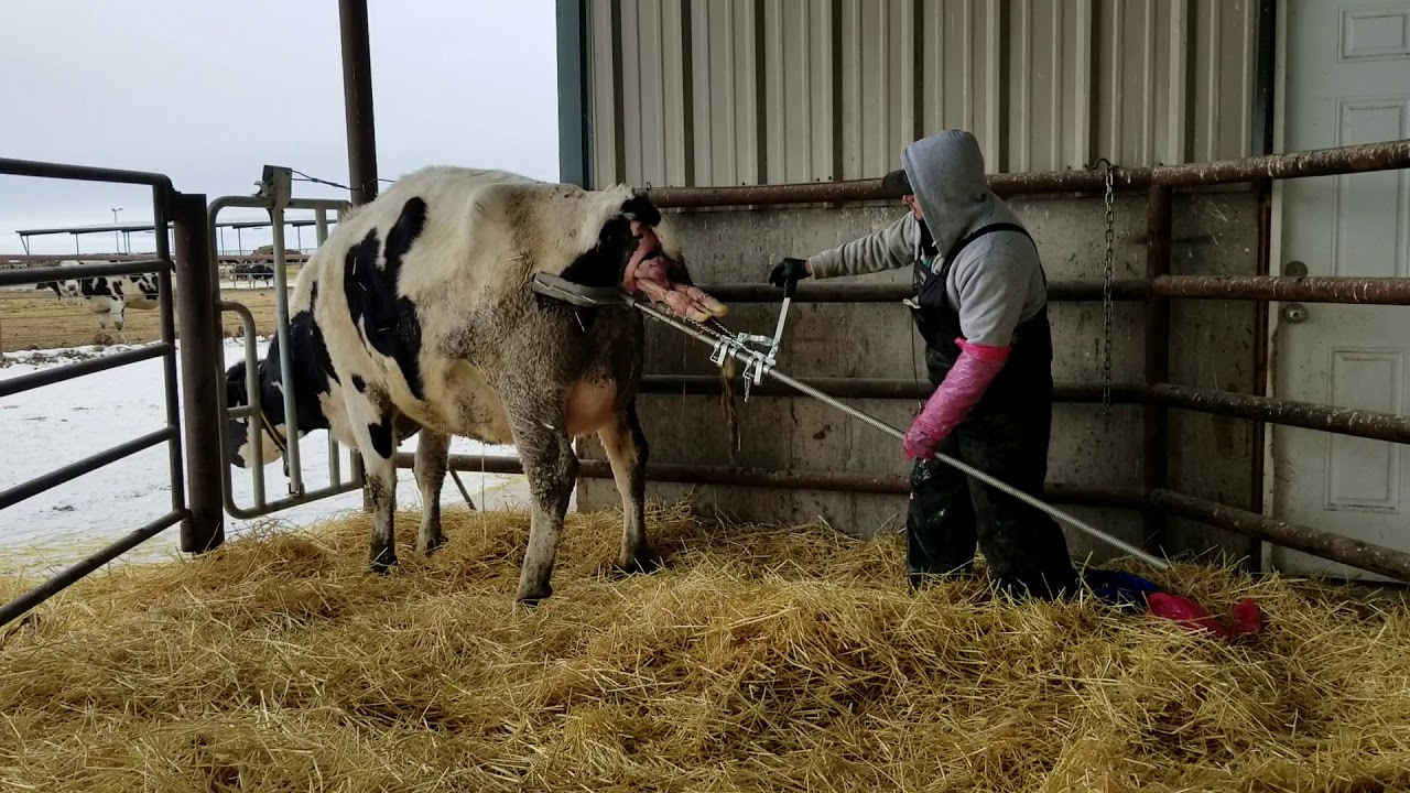 Assisted calving, first time heifer - YouTube