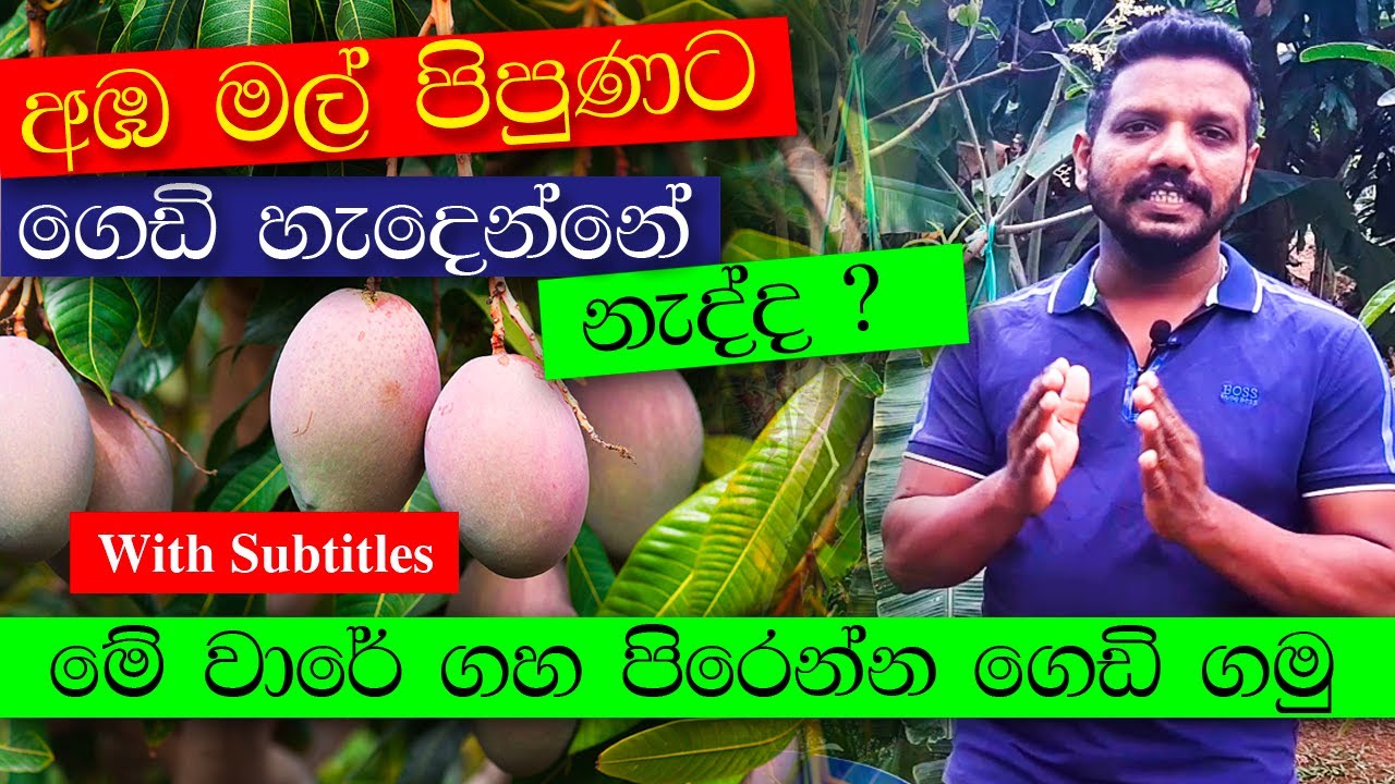 Why Don t Bear Fruits On Mango why-don-t-bear-fruits-on-mango